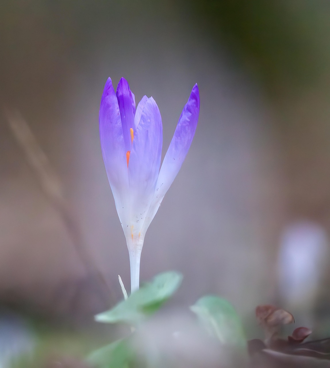 Crocus Spring Early Bloomer - Free photo on Pixabay - Pixabay