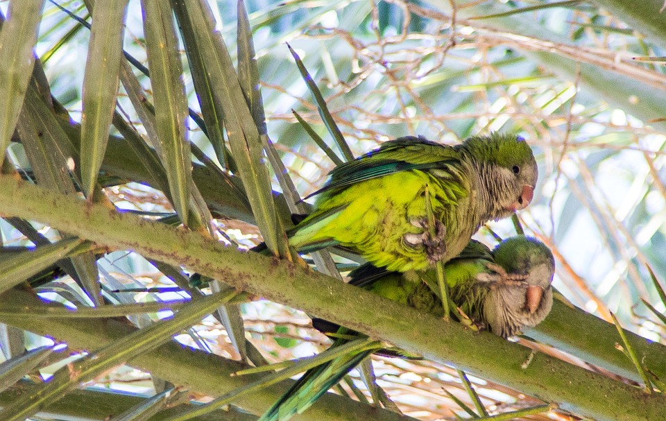 Budgie Burung Fauna - Foto gratis di Pixabay - Pixabay