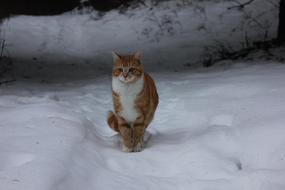 Cat Cute Snow - Free photo on Pixabay - Pixabay