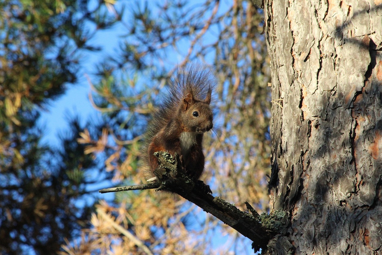 Squirrel Rodent Tree - Free photo on Pixabay - Pixabay