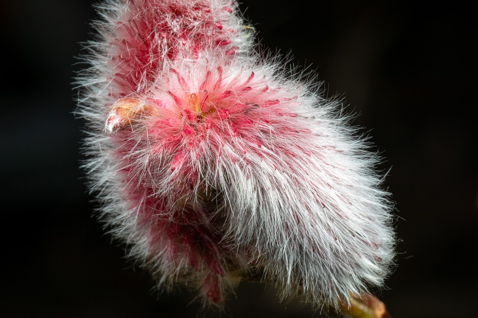 Willow Catkin Plant Flora - Free photo on Pixabay - Pixabay