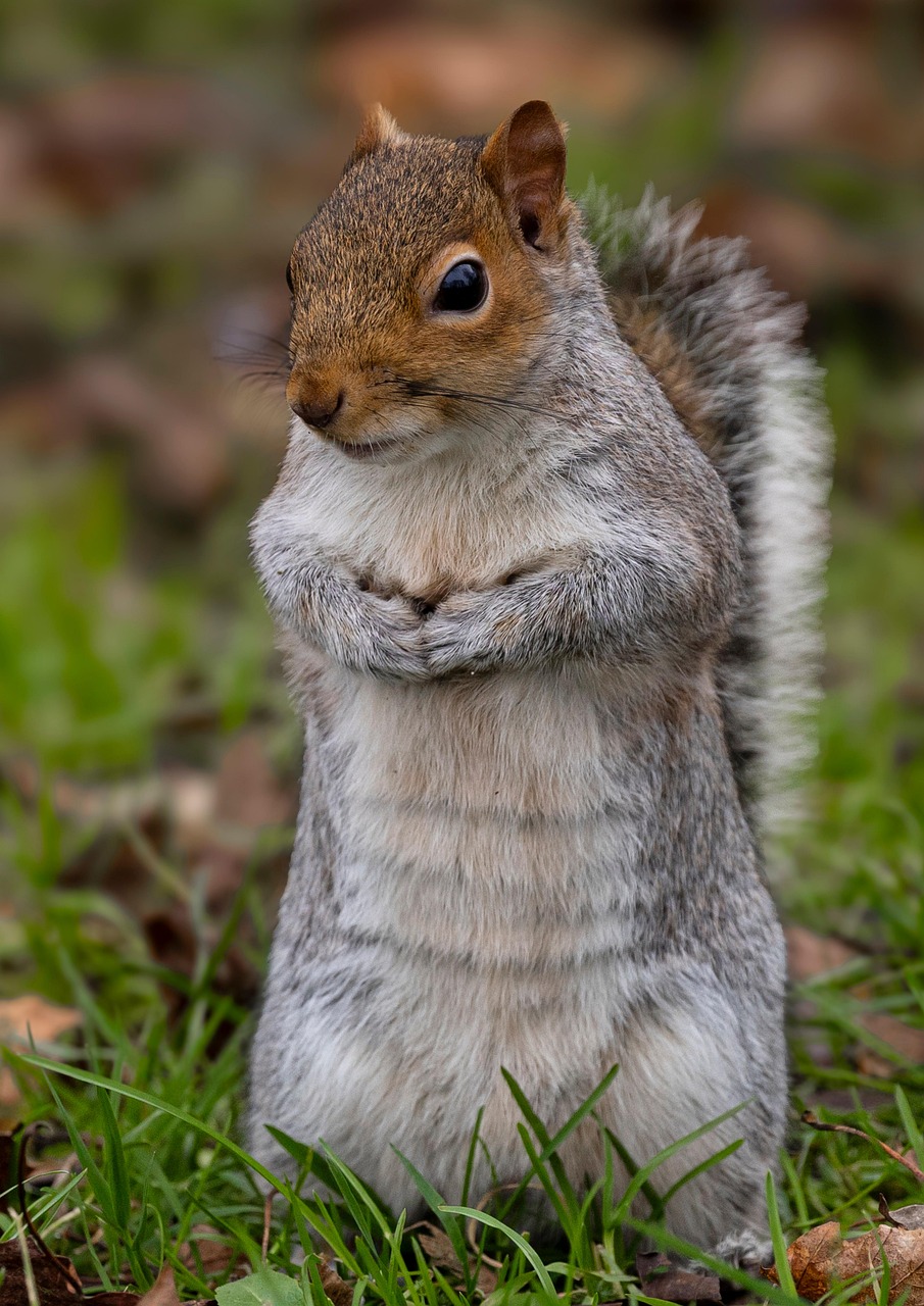 Squirrel Animal Nature - Free photo on Pixabay - Pixabay
