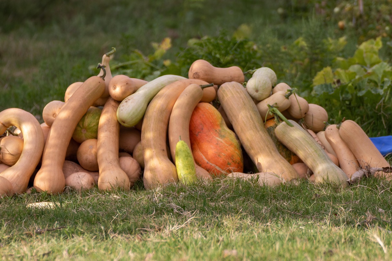 Kabaklar Kabak Squash - Pixabay'de ücretsiz fotoğraf - Pixabay