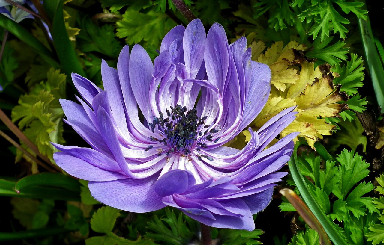 Anémonas Flores Anémona - Foto gratis en Pixabay - Pixabay