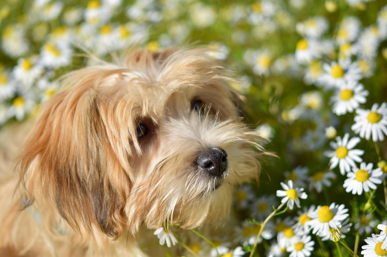 Perro Bichón Habanero - Foto gratis en Pixabay - Pixabay