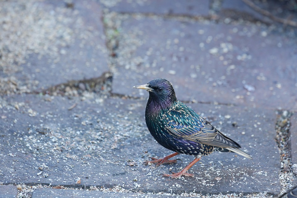 Starling Migratory Bird Nature - Free photo on Pixabay - Pixabay