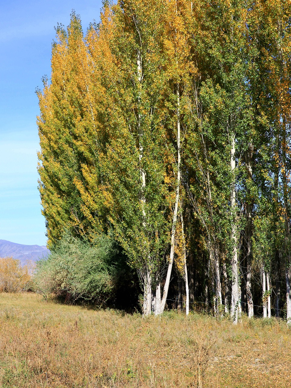 Xinjiang China Natural - Free photo on Pixabay - Pixabay