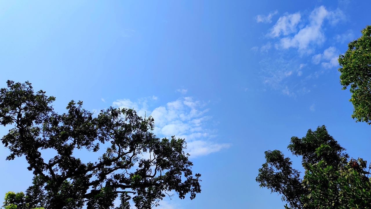 Cielo Azul Árboles - Foto gratis en Pixabay - Pixabay