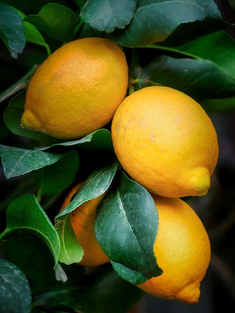 40 000 Free Close Up Fruit Fruit Images Pixabay