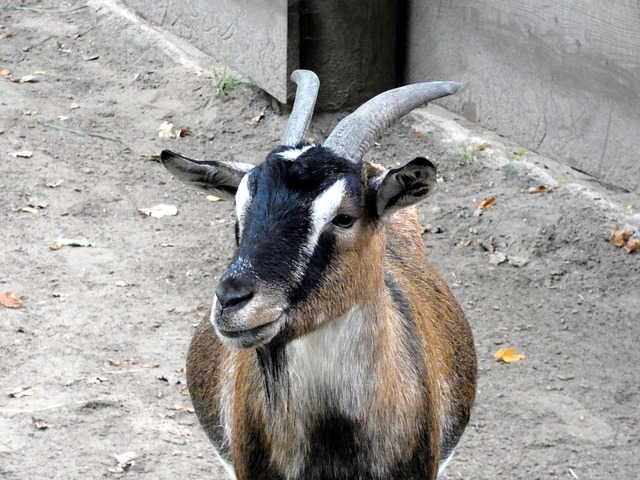 Chèvre Mammifère Animal - Photo gratuite sur Pixabay - Pixabay