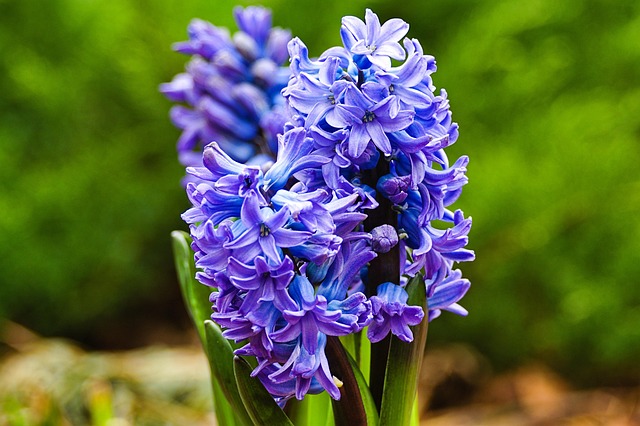 Hyacinth Nature Spring - Free photo on Pixabay - Pixabay
