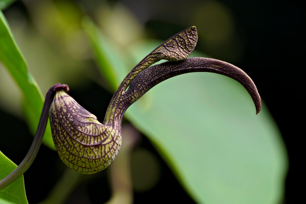 Mais de 100 imagens grátis de Cachimbo e Natureza - Pixabay