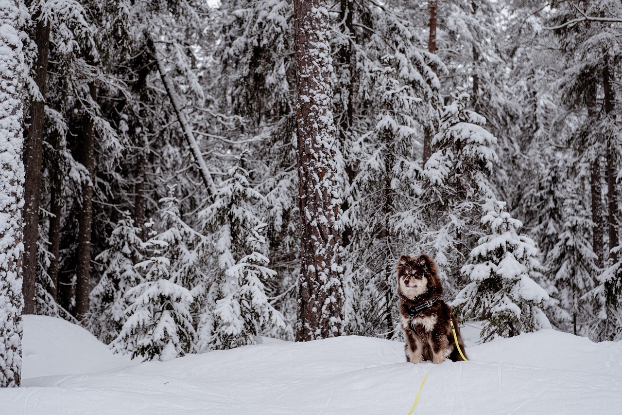 Laponie Finlandaise Lapphund Chien - Photo gratuite sur Pixabay - Pixabay