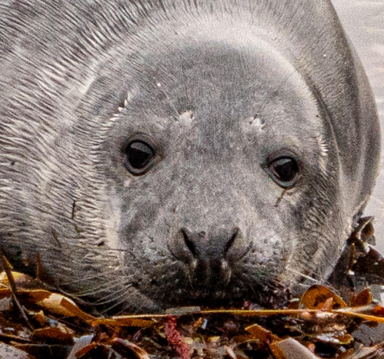 Helgoland Gray Seal Cub - Free photo on Pixabay - Pixabay