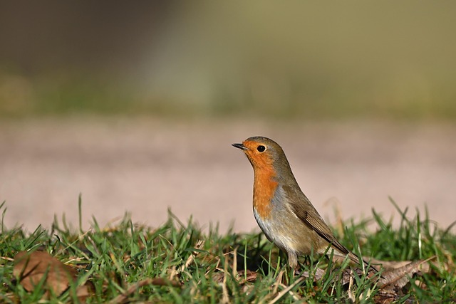Rouge-Gorge Robin Oiseau - Photo gratuite sur Pixabay - Pixabay