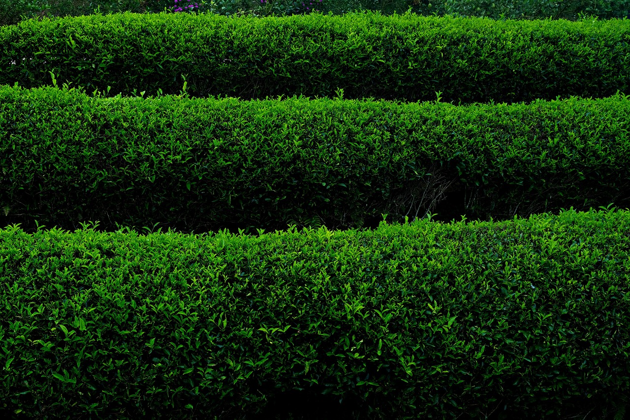Foliage Leaves Plant - Free photo on Pixabay - Pixabay