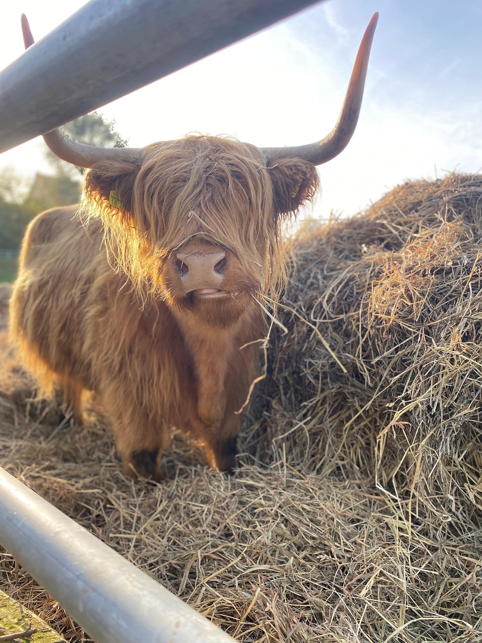 Hay Beef Cow - Free photo on Pixabay - Pixabay
