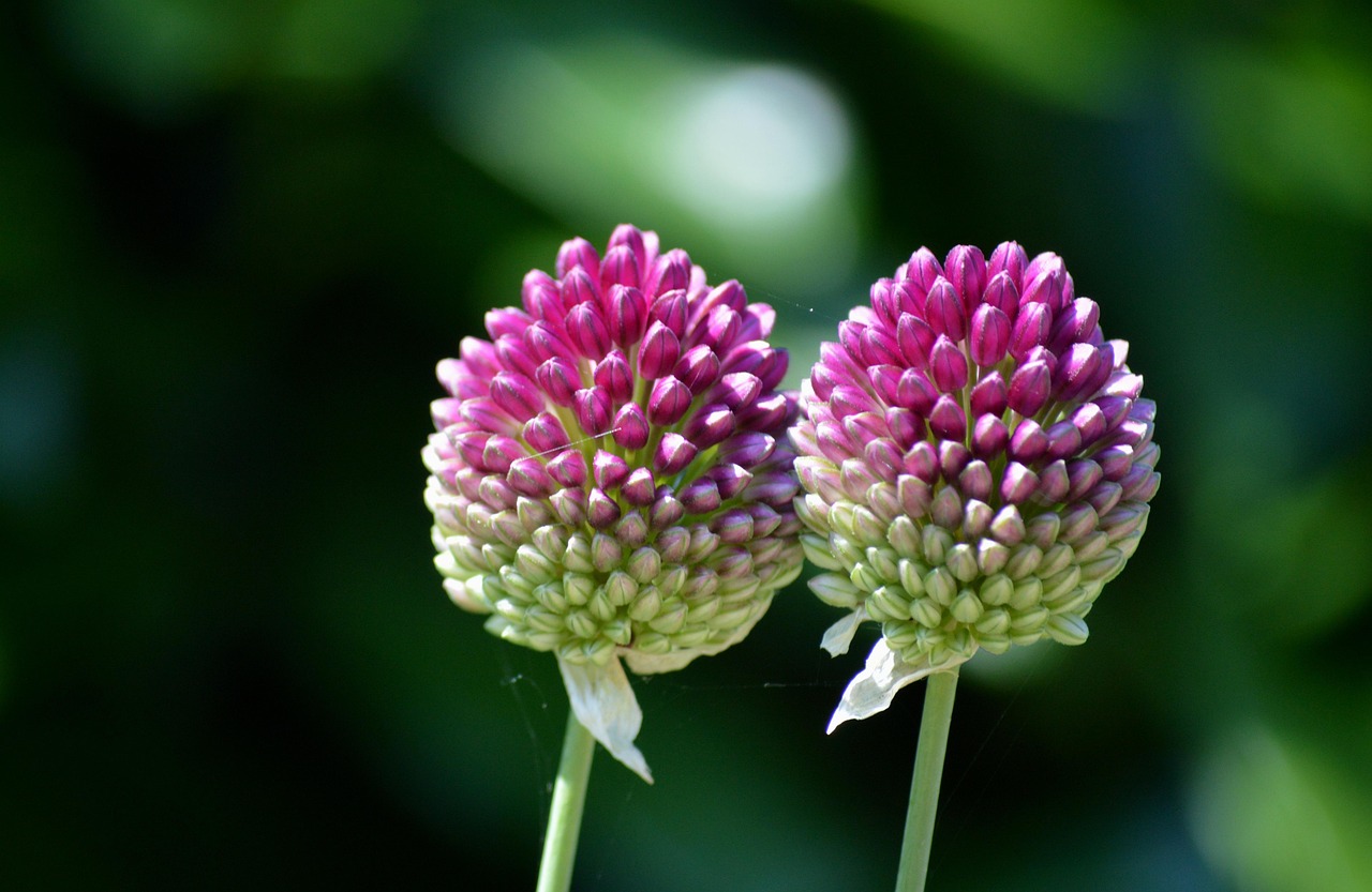 Ornamental Onion Beautiful Flowers - Free photo on Pixabay - Pixabay