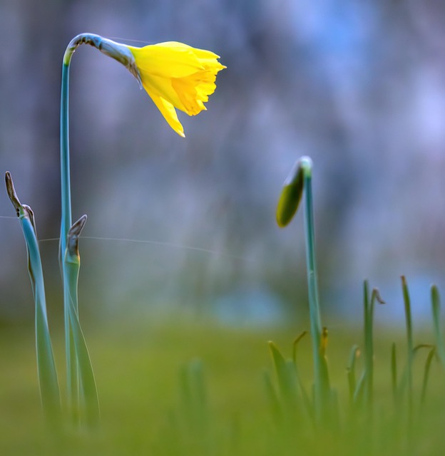 Daffodils Spring Nature - Free photo on Pixabay - Pixabay