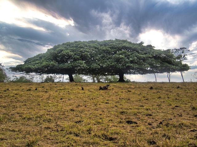 Guanacaste Tree Costa Rica - Free photo on Pixabay - Pixabay
