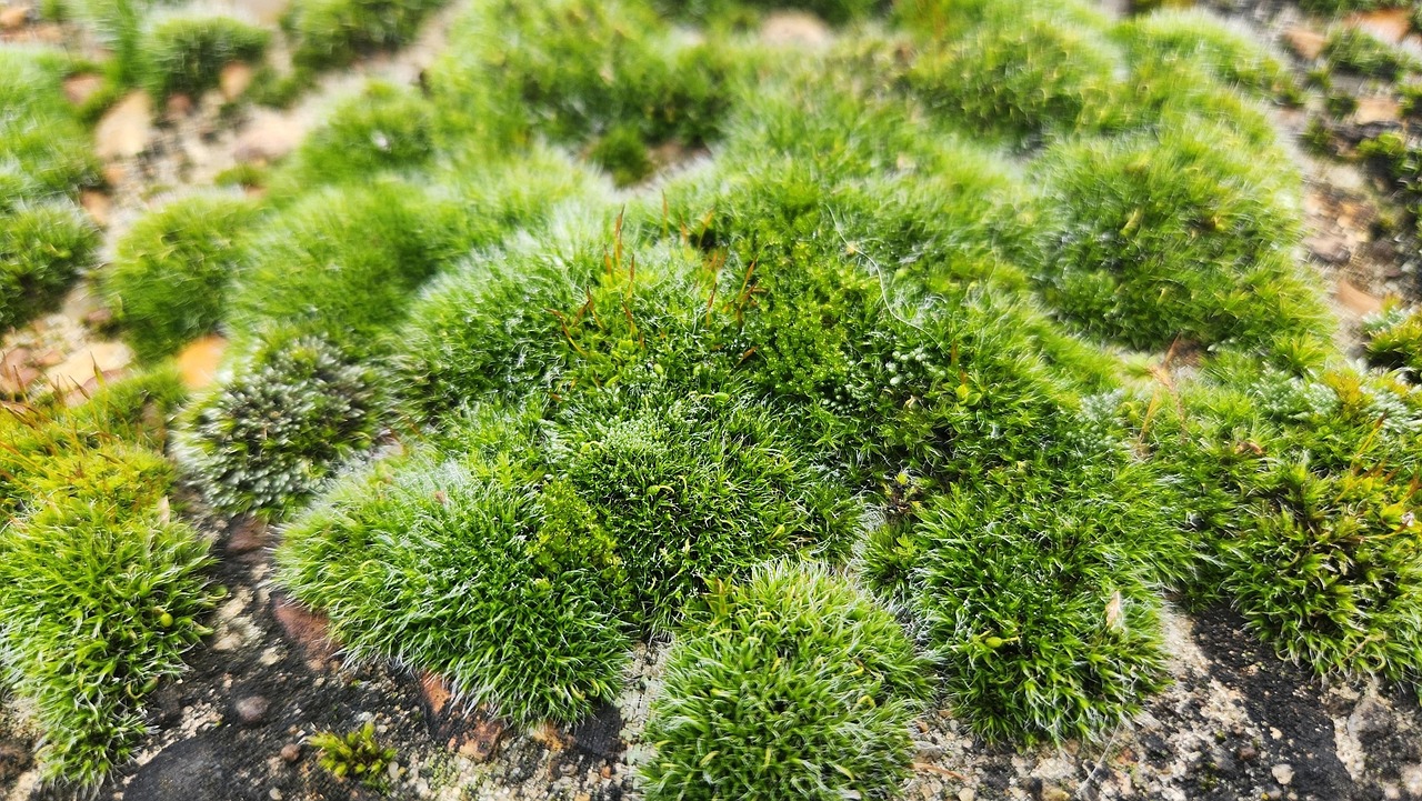 Moos Pflanze Gras - Kostenloses Foto auf Pixabay