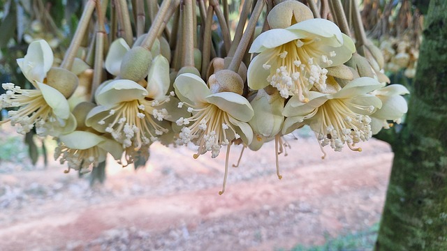 Durian Flowers Bloom Flower - Free photo on Pixabay - Pixabay
