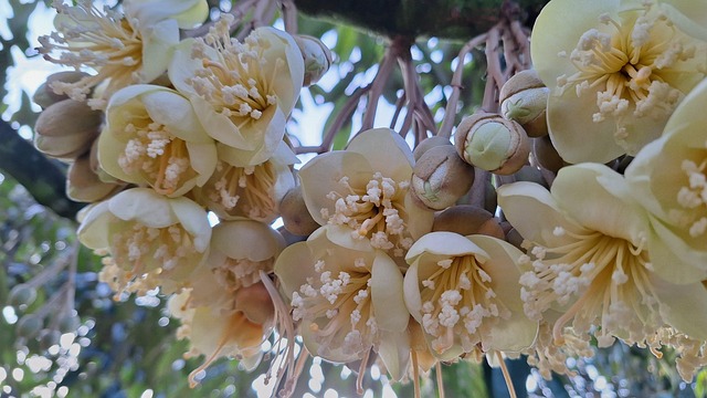 Bunga Durian Bermekaran - Foto gratis di Pixabay