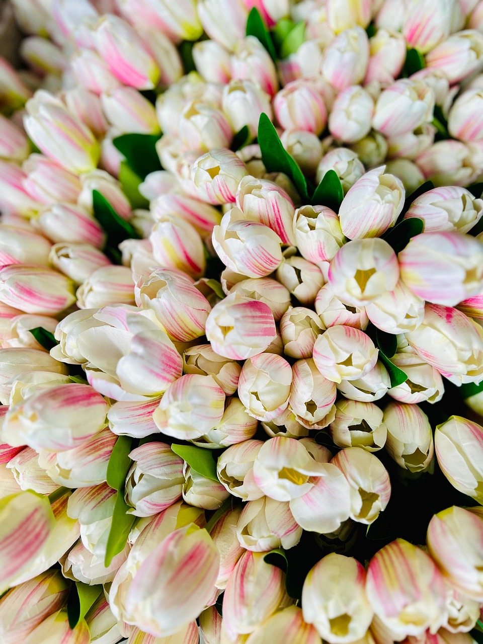 Tulipanes Flores Pétalos - Foto gratis en Pixabay - Pixabay