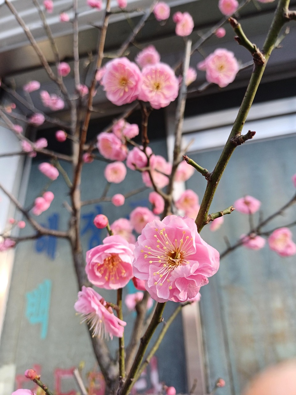 Blommeblomst Blomme Blomstre - Gratis foto på Pixabay - Pixabay