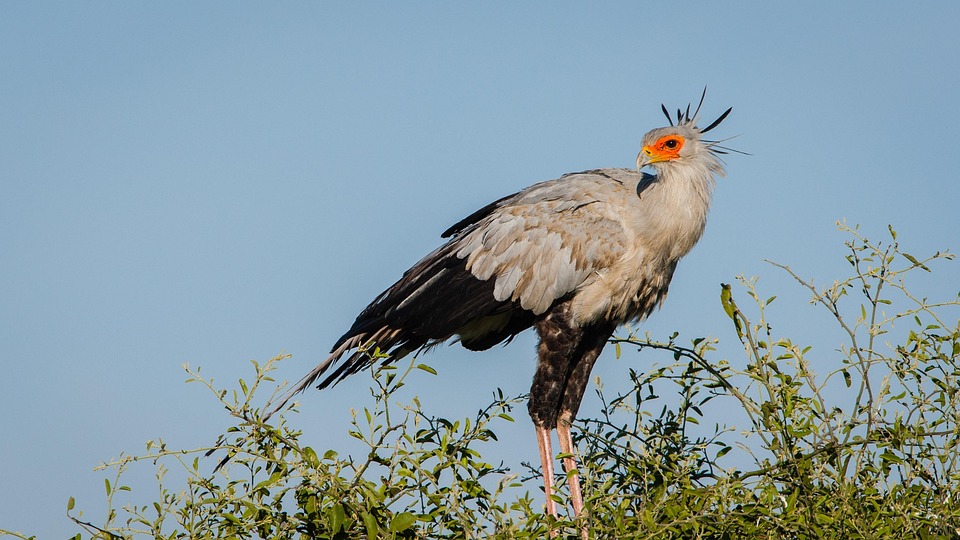 Secretary Bird Animal - Free photo on Pixabay