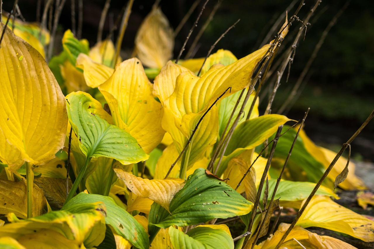 Natureza Plantar Folhas - Foto gratuita no Pixabay - Pixabay