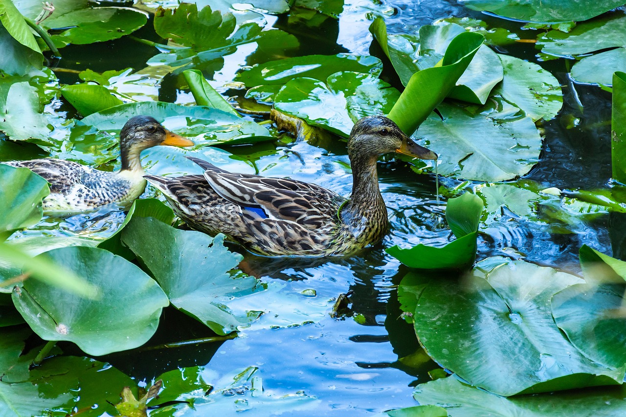 Ducks Nature Water Lilies - Free photo on Pixabay - Pixabay