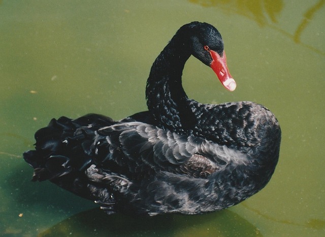 Download Black Swan, Mourning Swan, Swan. Royalty-Free Stock ...