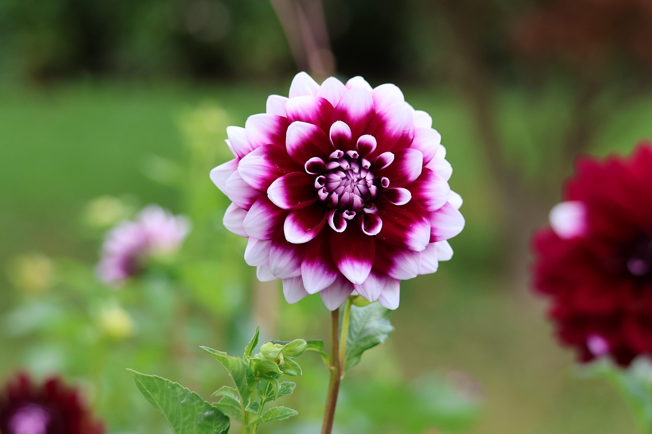 Floare Natura Plantelor - Fotografie gratuită pe Pixabay - Pixabay