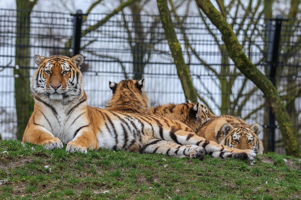 Tigers Predators Animals - Free photo on Pixabay - Pixabay