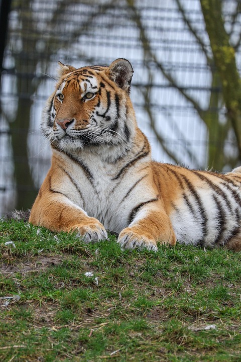 Tiger Raubtier Katzen - Kostenloses Foto auf Pixabay - Pixabay