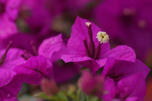 Bougainvillea Flower Plant - Free photo on Pixabay