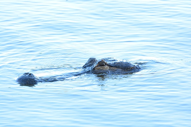 Alligator Swimming - Free photo on Pixabay - Pixabay