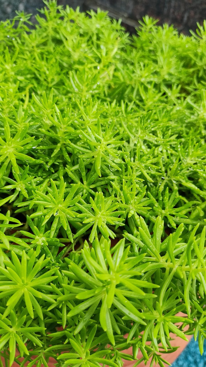 Verde Flores E Plantas Planta Água - Foto gratuita no Pixabay - Pixabay
