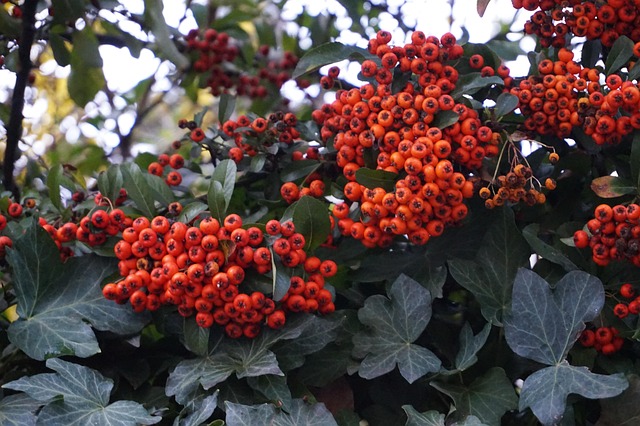 Red Fruit Berry - Free photo on Pixabay - Pixabay