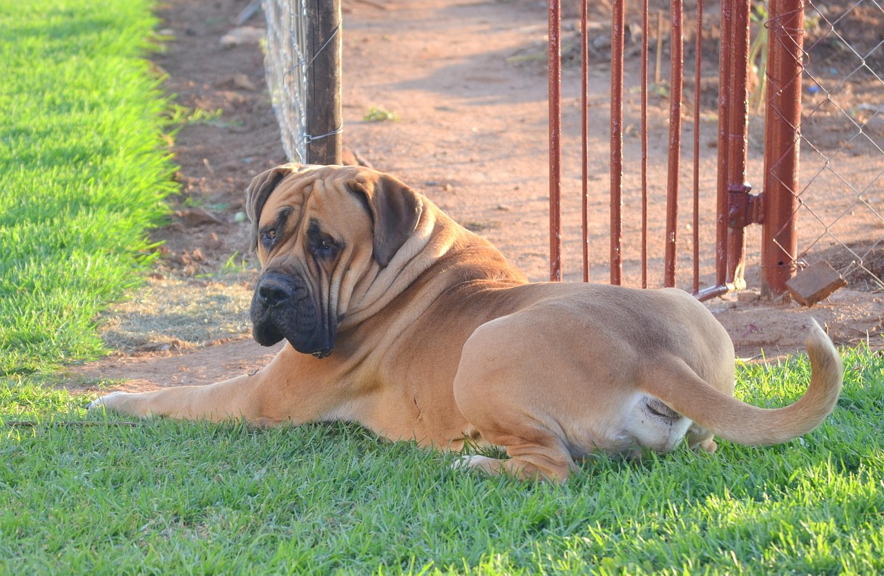 Boerboel Dog Canine - Free photo on Pixabay - Pixabay