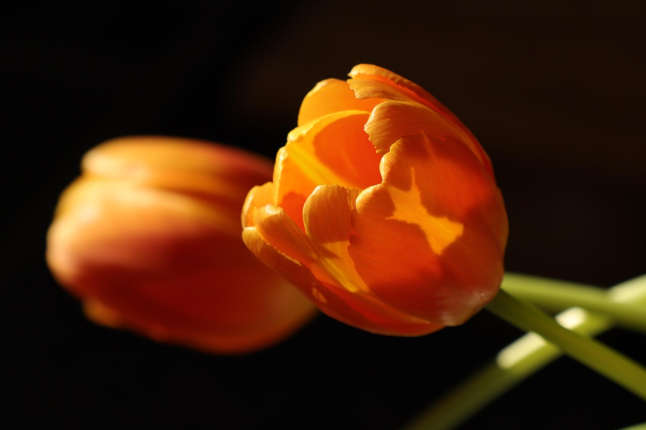 Tulipán Flores Planta - Foto gratis en Pixabay