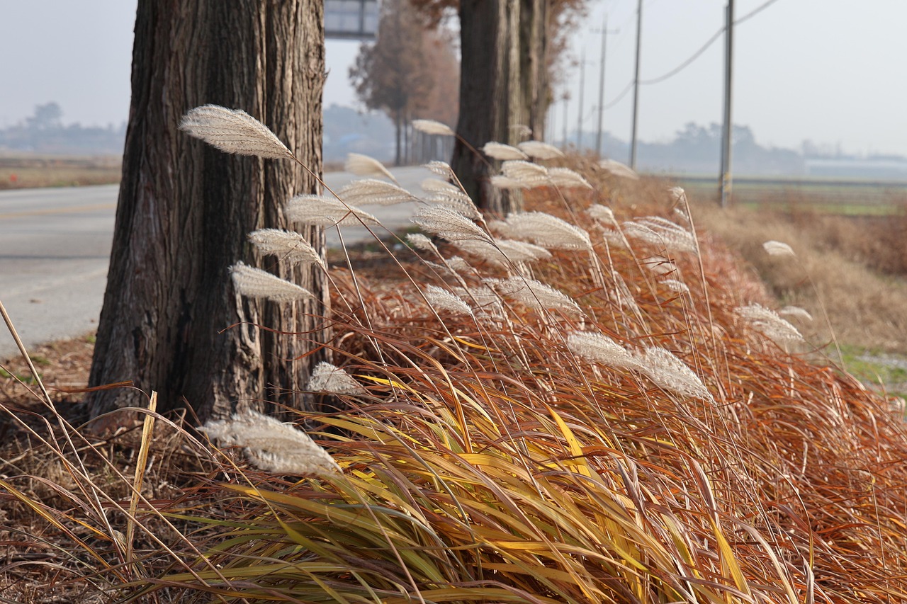 Republic Of Korea Reed Autumn - Free photo on Pixabay - Pixabay