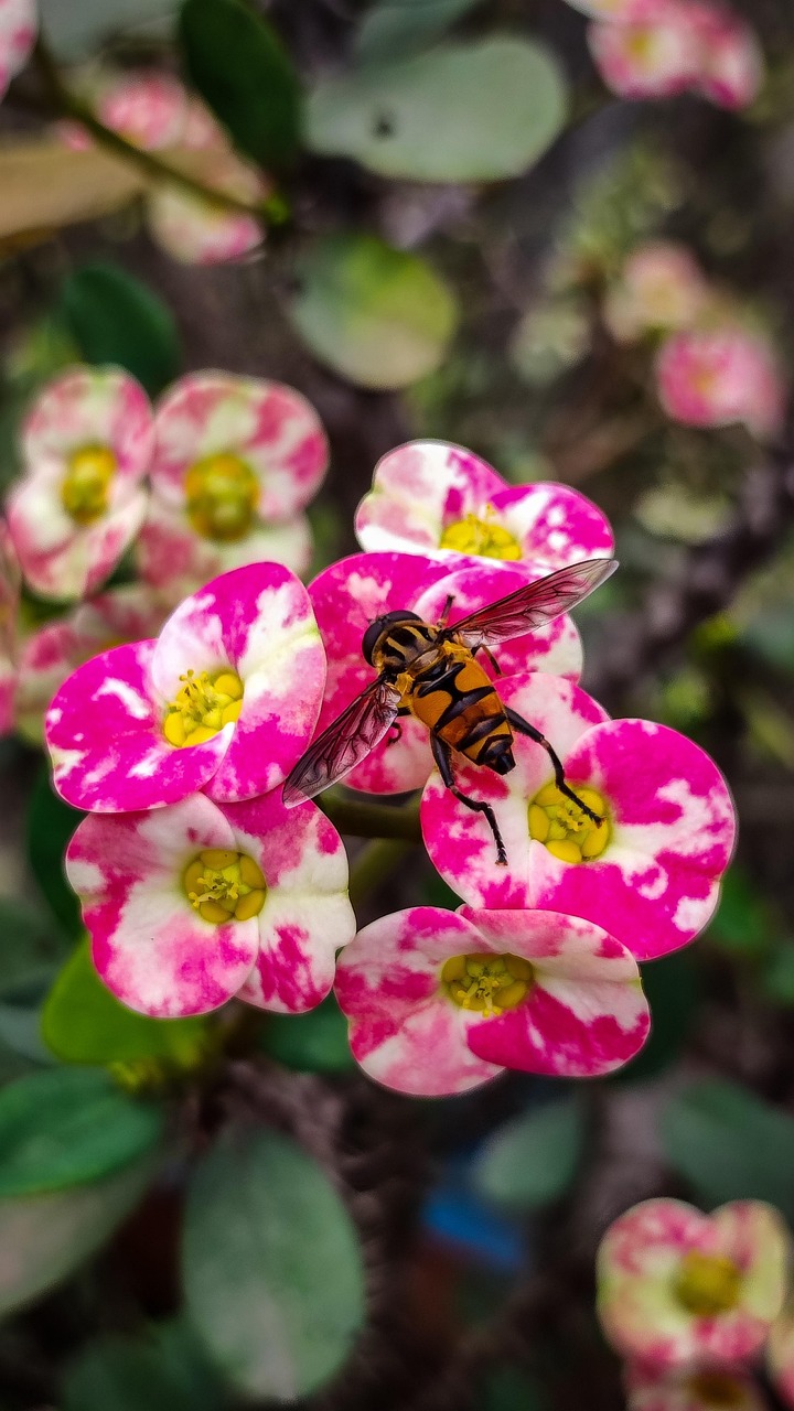 Euphorbia Milii Kukat - Ilmainen valokuva Pixabayssa - Pixabay