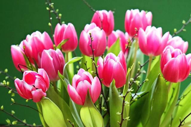 Fond D Ecran Tulipes