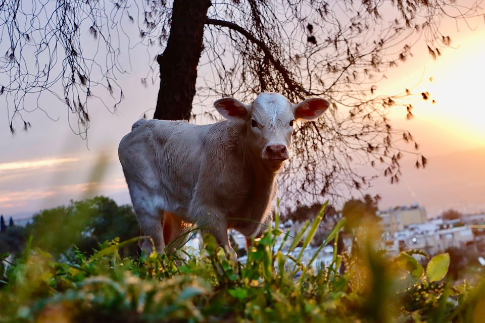 Cow Animals Cattle - Free photo on Pixabay - Pixabay