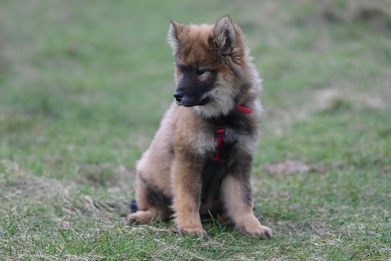 Eurasier Hund Eckzahn - Kostenloses Foto auf Pixabay - Pixabay
