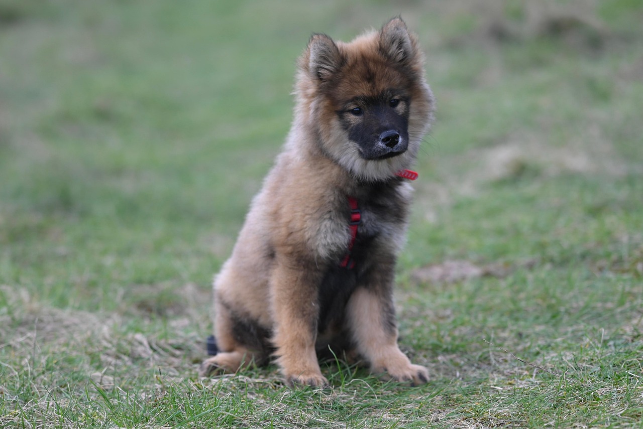 Eurasier Dog Üyouyou Baby Pup - Free photo on Pixabay - Pixabay