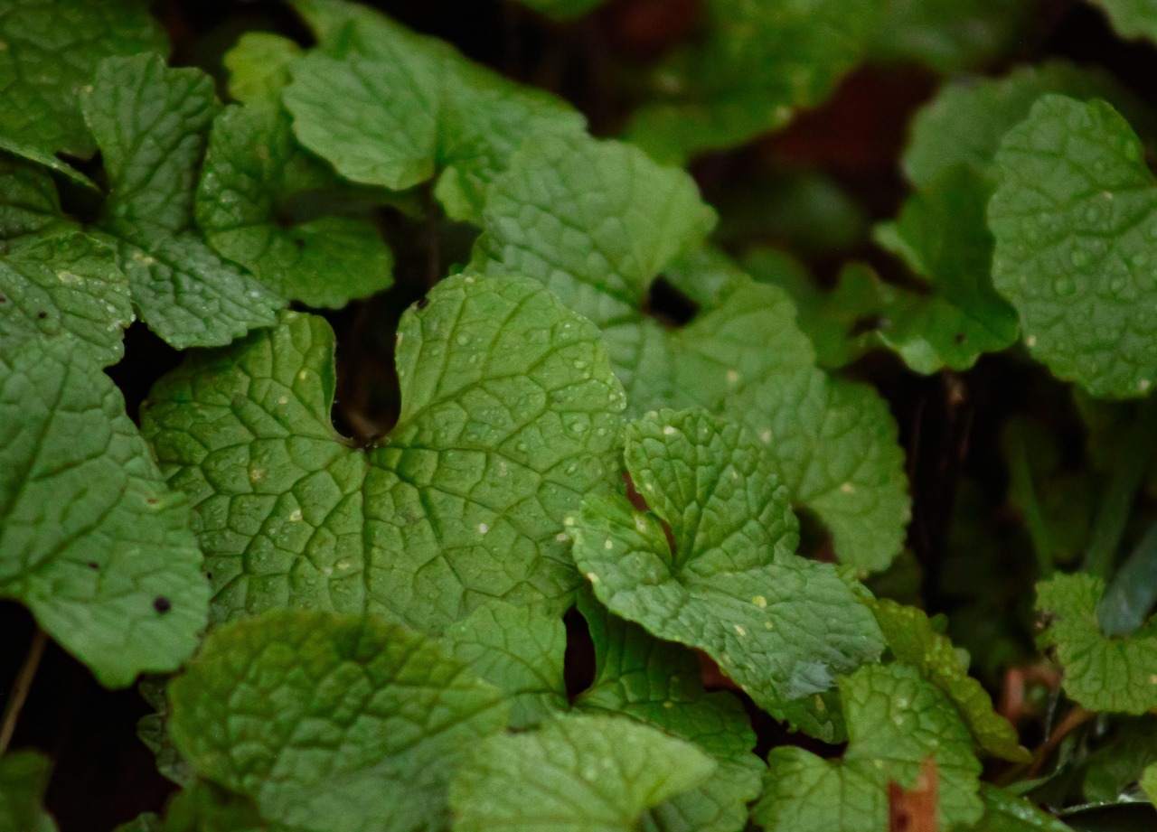 Garlic Mustard Rock Plant - Free photo on Pixabay - Pixabay