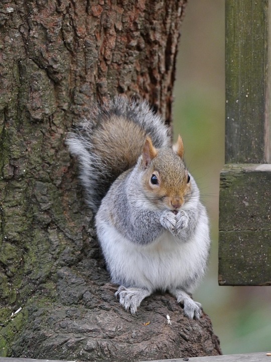 Animal Esquilo Mamífero - Foto gratuita no Pixabay - Pixabay